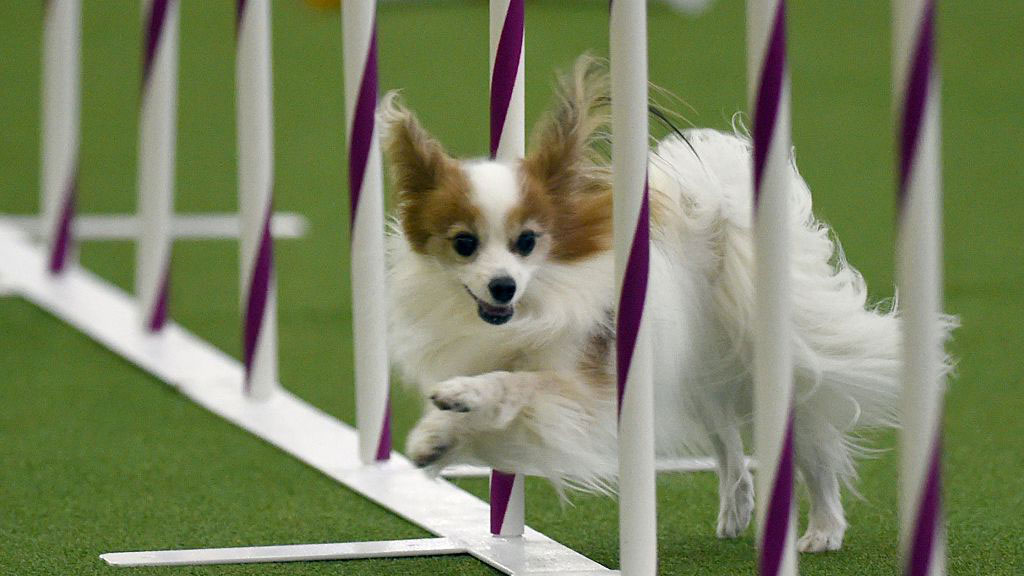 Puppy Love is in the Air with MASTERS AGILITY CHAMPIONSHIP AT ...